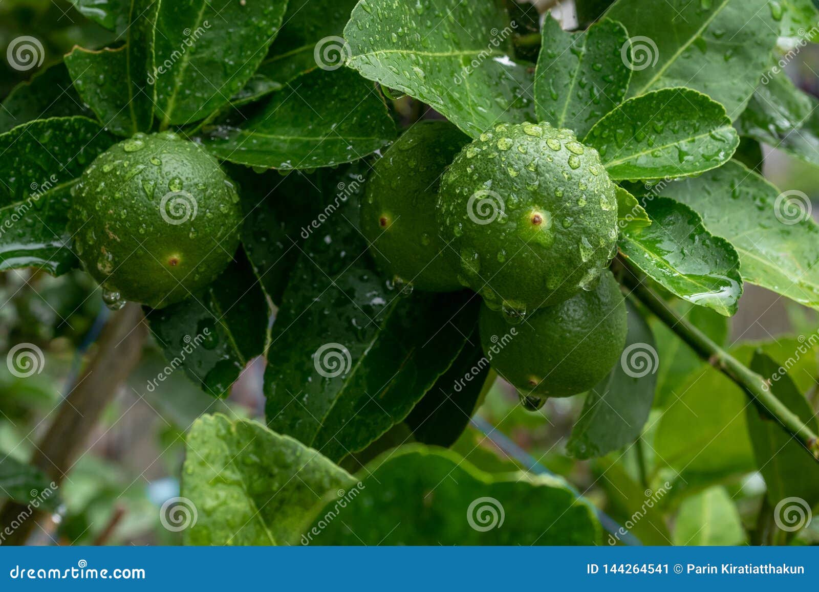 Green Lime Trees in the Farm Stock Image - Image of farm, agriculture ...