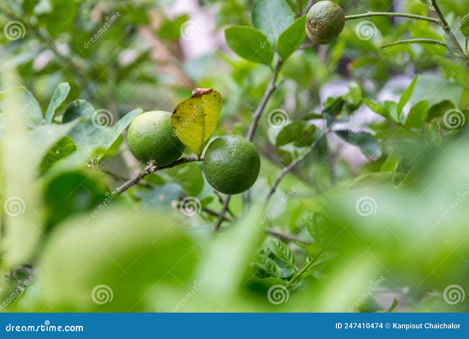 Green Limes on a Tree. Lime Green Tree Hanging from the Branch. Lime ...