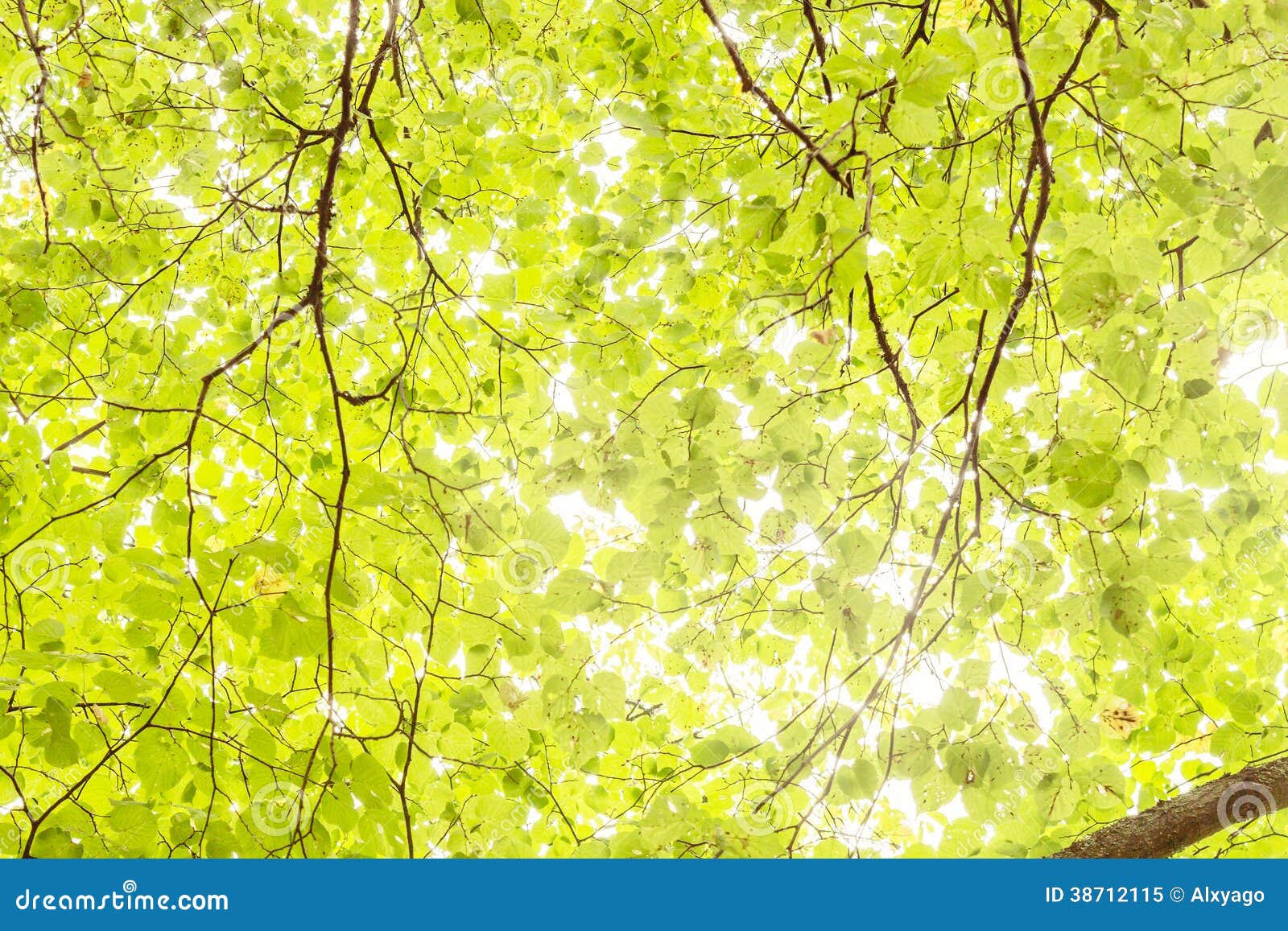 Green linden leaves stock image. Image of spring, environment - 38712115