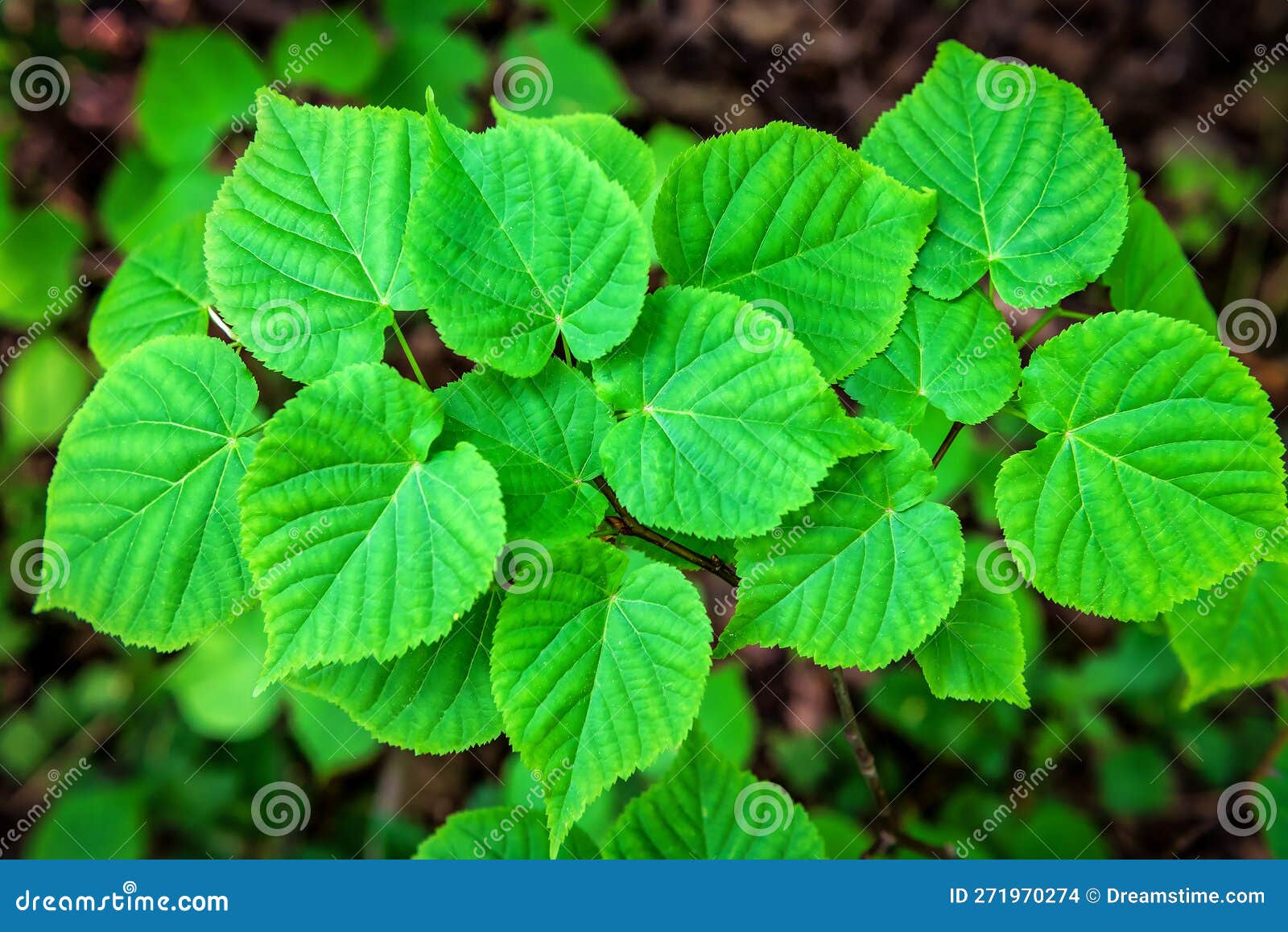 Green Linden Leaves in the Forest Stock Photo - Image of botany ...