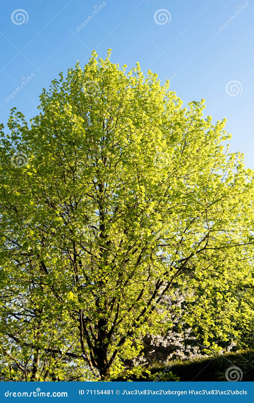 Green Linden Tree during Evening in the Sunlight Stock Image - Image of ...