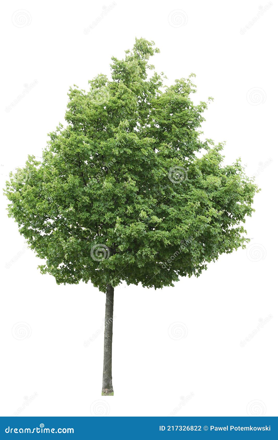 Green Linden Tree Isolated on White Background Stock Photo - Image of ...