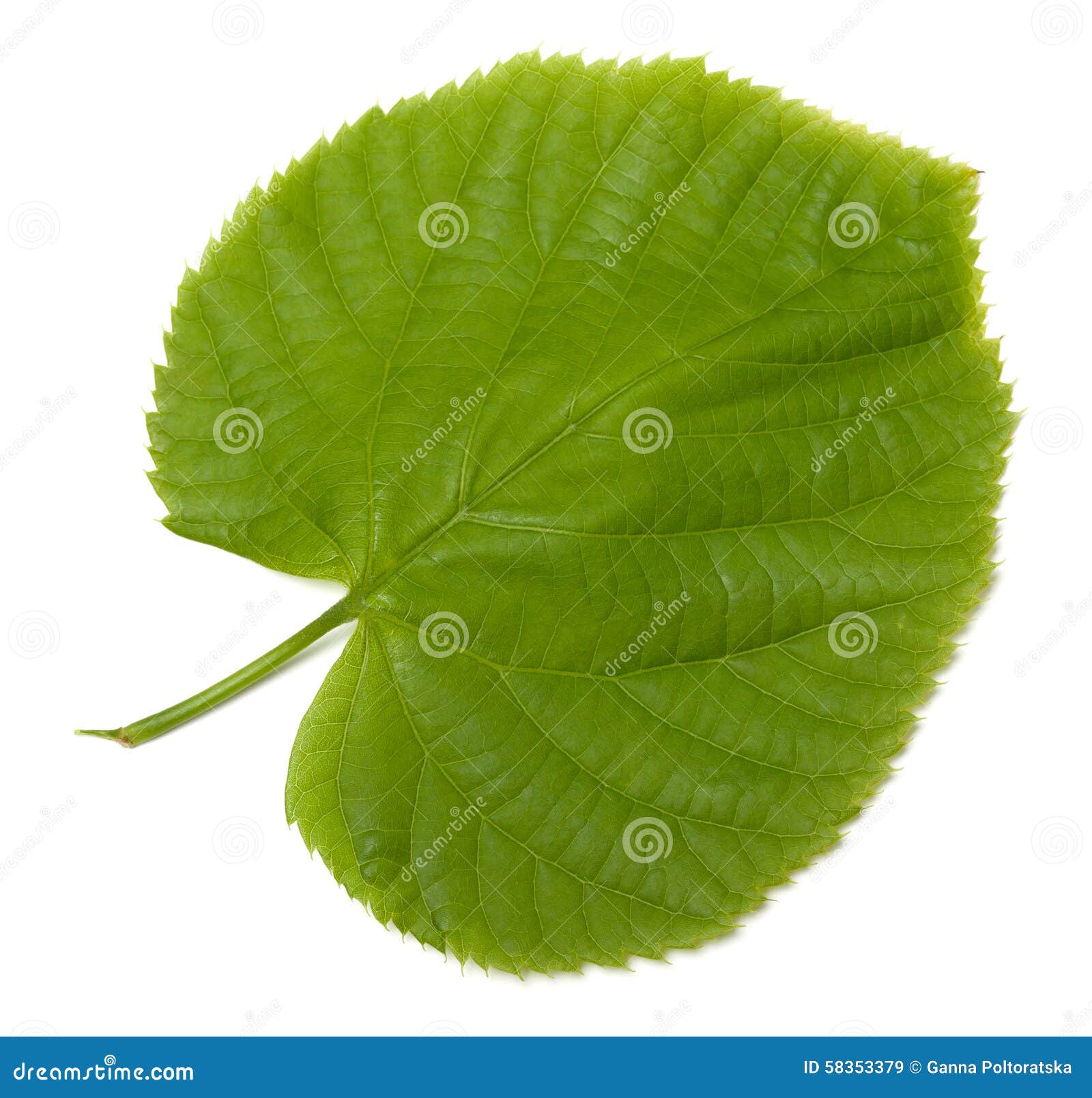 Green linden-tree leaf stock image. Image of flora, basswood - 58353379