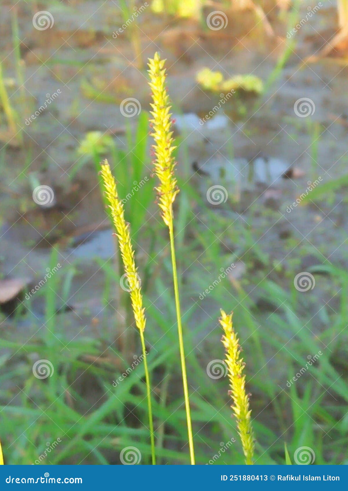 Green Line Gress and Beautiful Background Picture Stock Image - Image ...