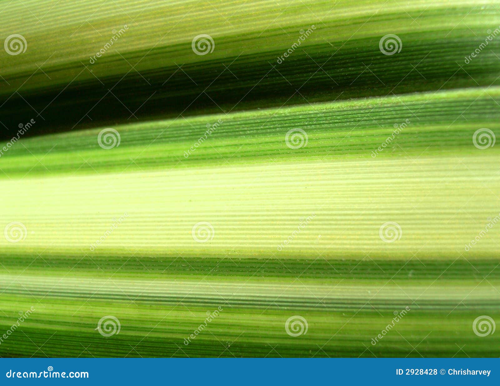 Green Line Leaf 5 stock photo. Image of flora, horticulture - 2928428