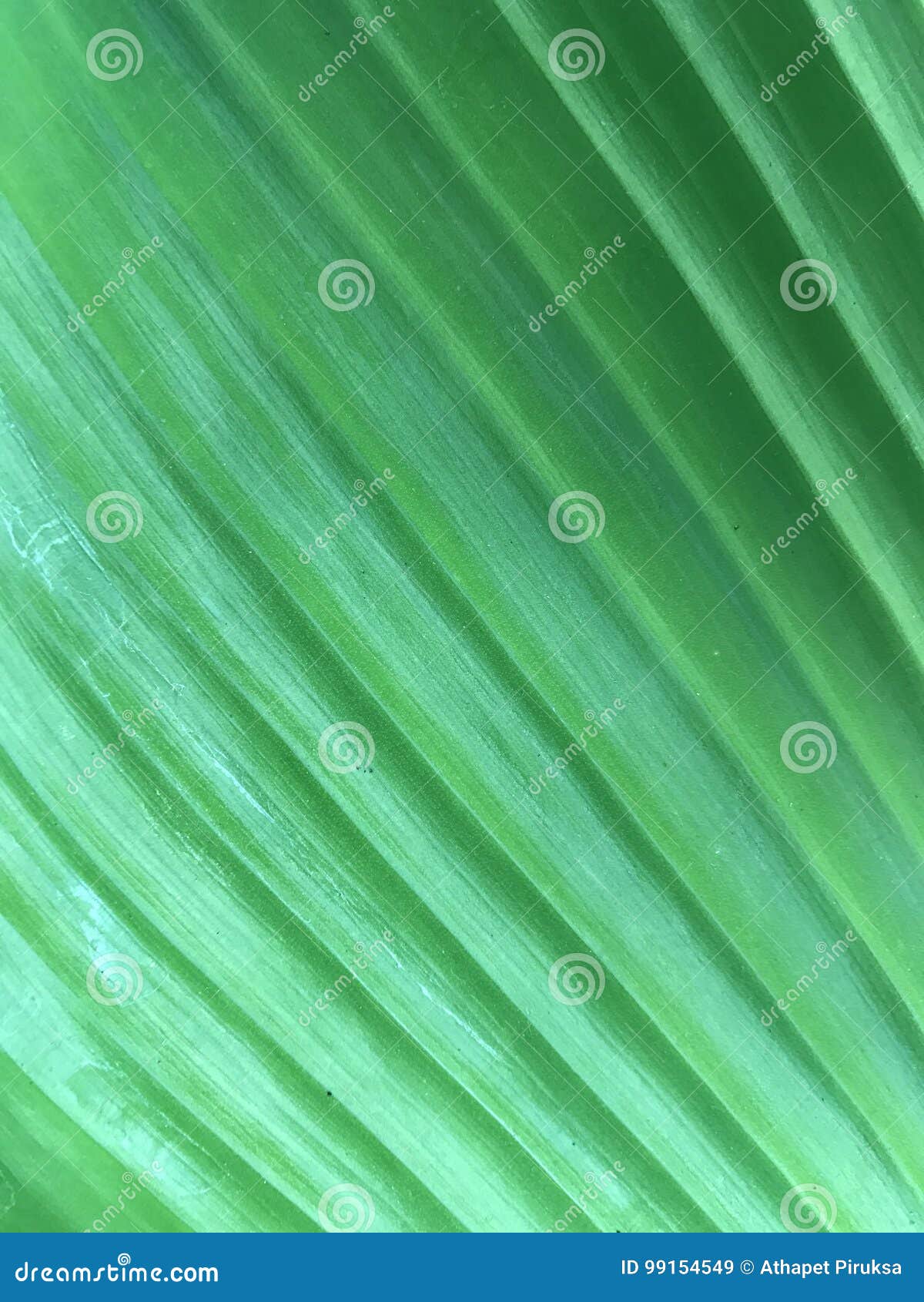 Green line pattern of leaf stock image. Image of abstract - 99154549