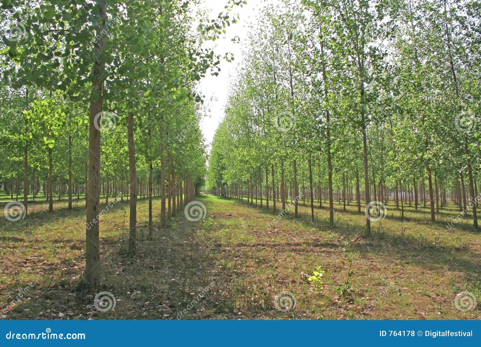 Tree Farming Vertical Royalty-Free Stock Image | CartoonDealer.com ...