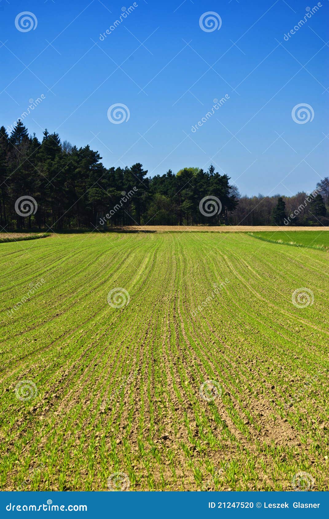 Green lines on field stock photo. Image of landscape - 21247520