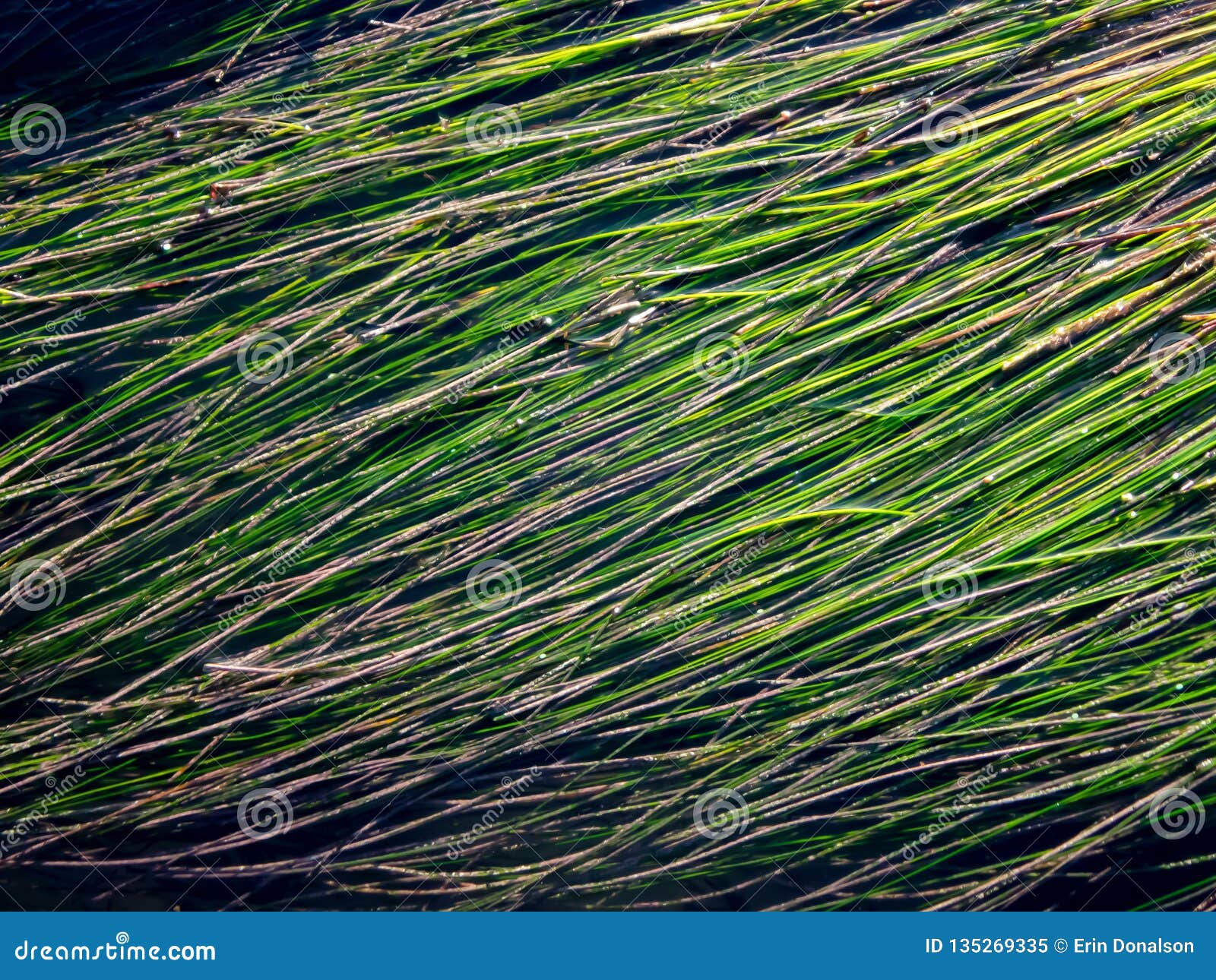 Background Of Seagrass Closeups Macro Royalty-Free Stock Photo ...