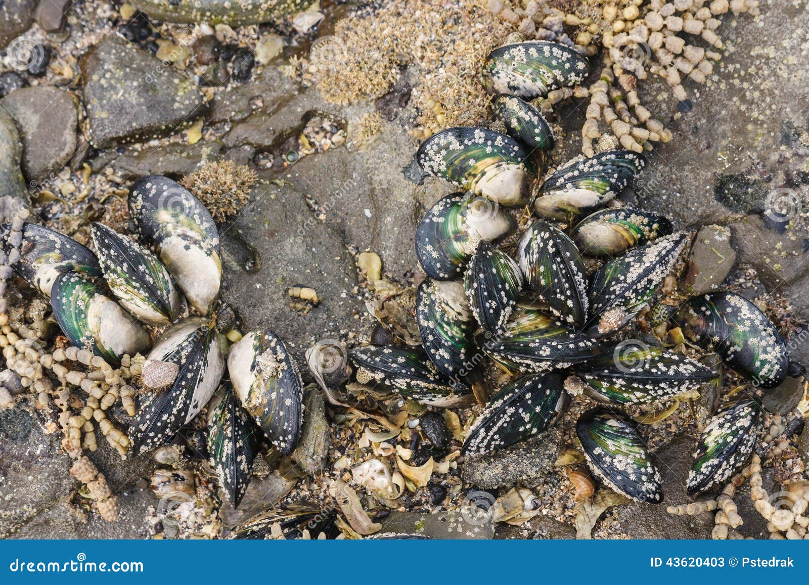 Green-lipped mussels stock image. Image of perna, bivalve - 43620403