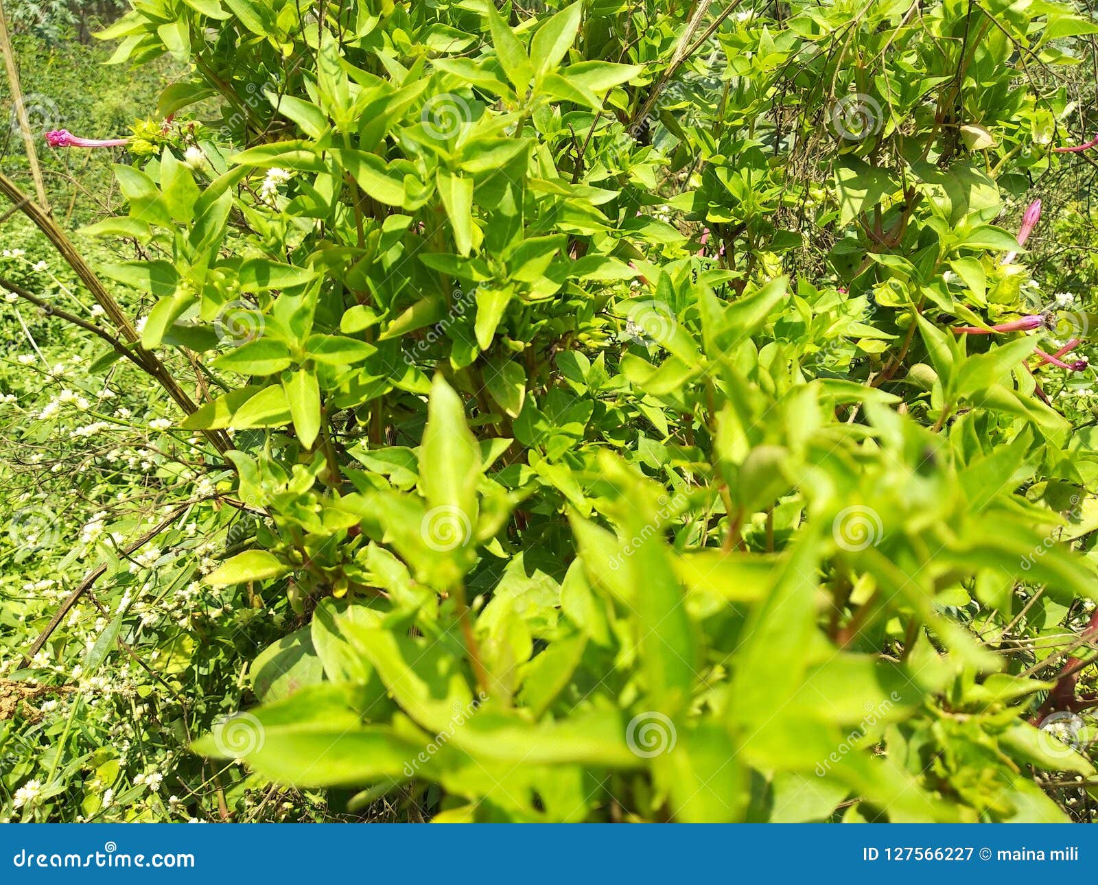 Littal Tree Stock Photos - Free & Royalty-Free Stock Photos from Dreamstime