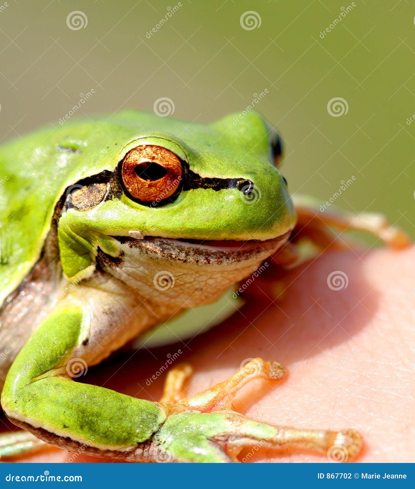 Green Little Frog stock photo. Image of animal, eyes, stuff - 867702
