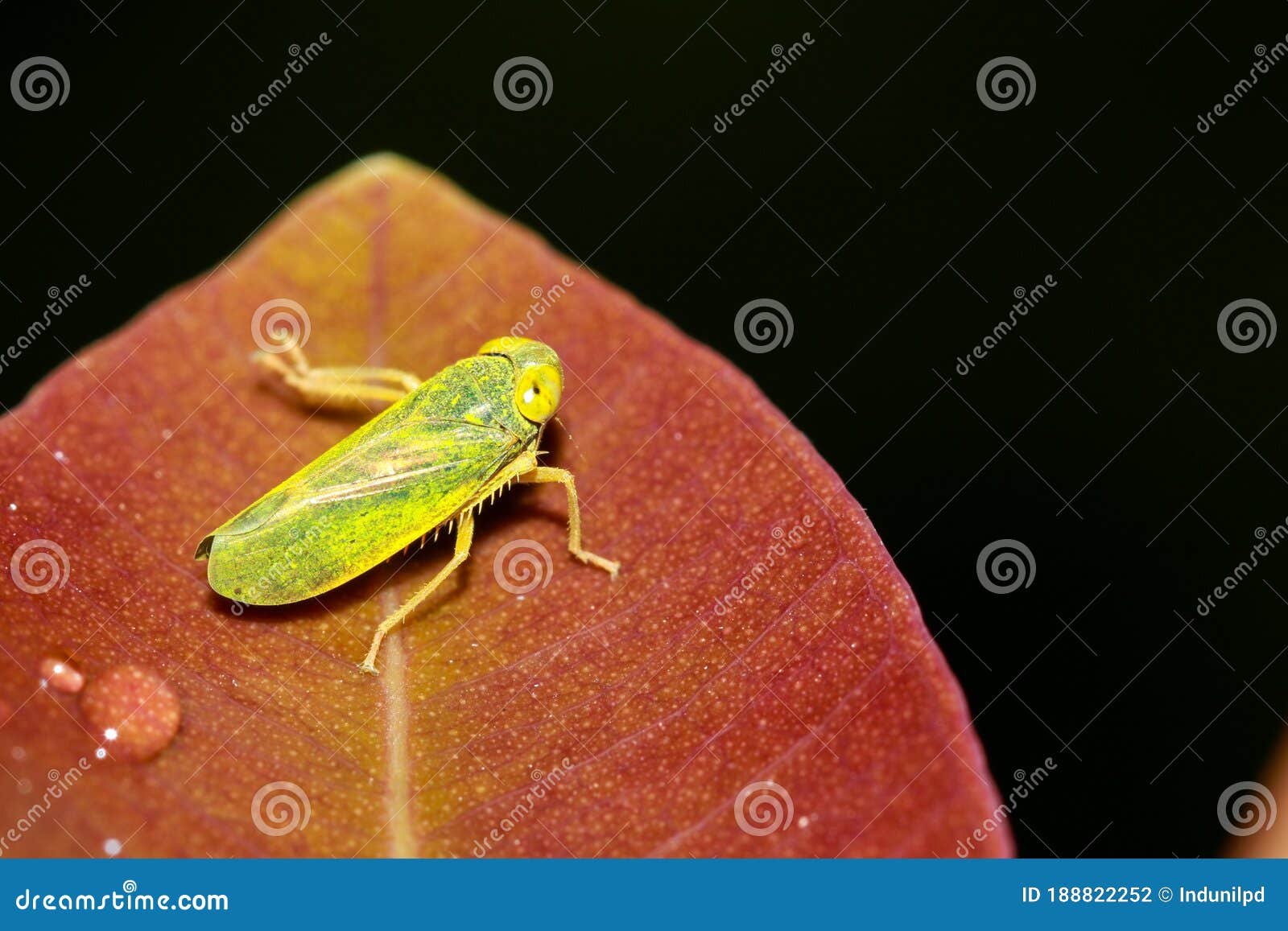 Green Little Insect on Red Leaf Macro Stock Photo - Image of green ...