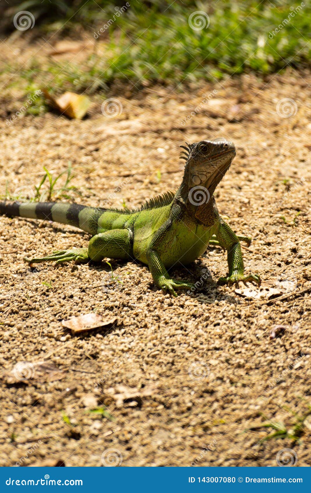 Green Little Lizard Running on Land Stock Photo - Image of animals ...