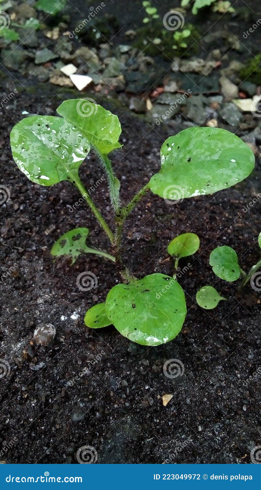 Green little plant stock photo. Image of wildflower - 223049972