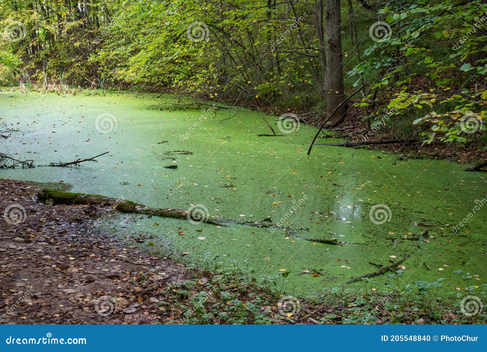 Green Little Swamp Covered with Algae Stock Photo - Image of landscape ...