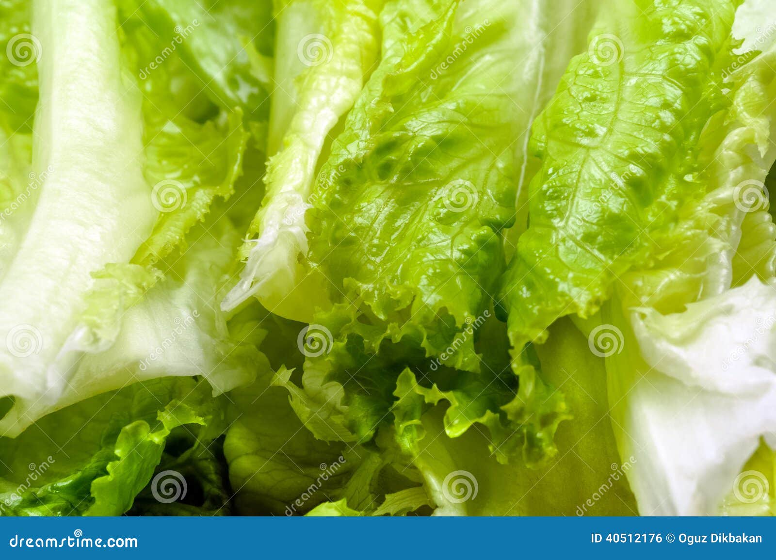Green Lively Lettuce Turkish Marul Close Up Stock Photo - Image of crop ...