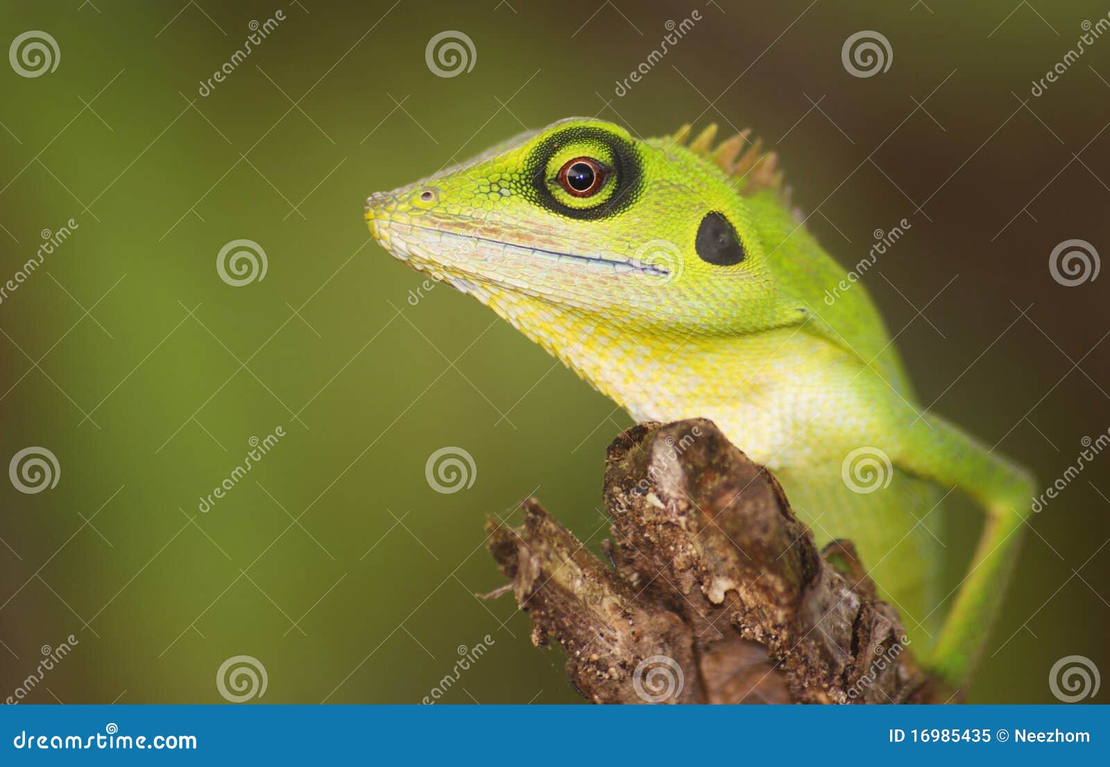 Green lizard stock image. Image of malaysia, reptilia - 16985435