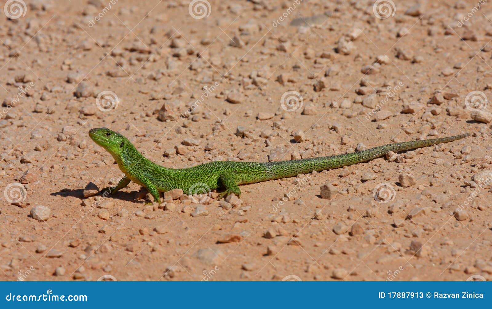 Green lizard stock image. Image of lizard, color, viridis - 17887913