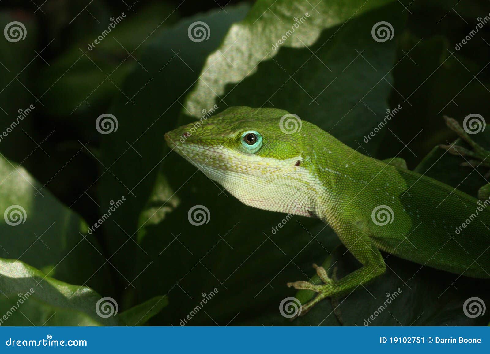 Green Lizard stock image. Image of scales, living, nature - 19102751