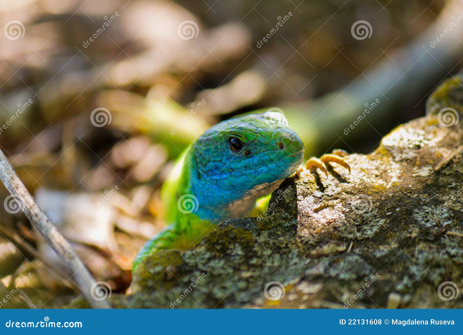 Green lizard stock photo. Image of tourism, fierce, claws - 22131608