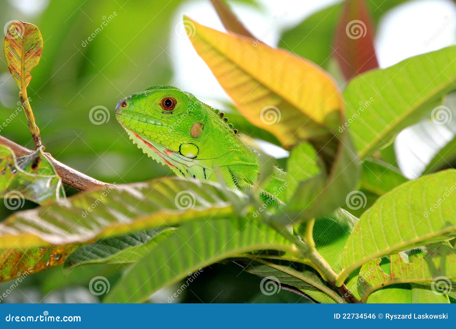 Green lizard stock photo. Image of venezuela, lowlands - 22734546