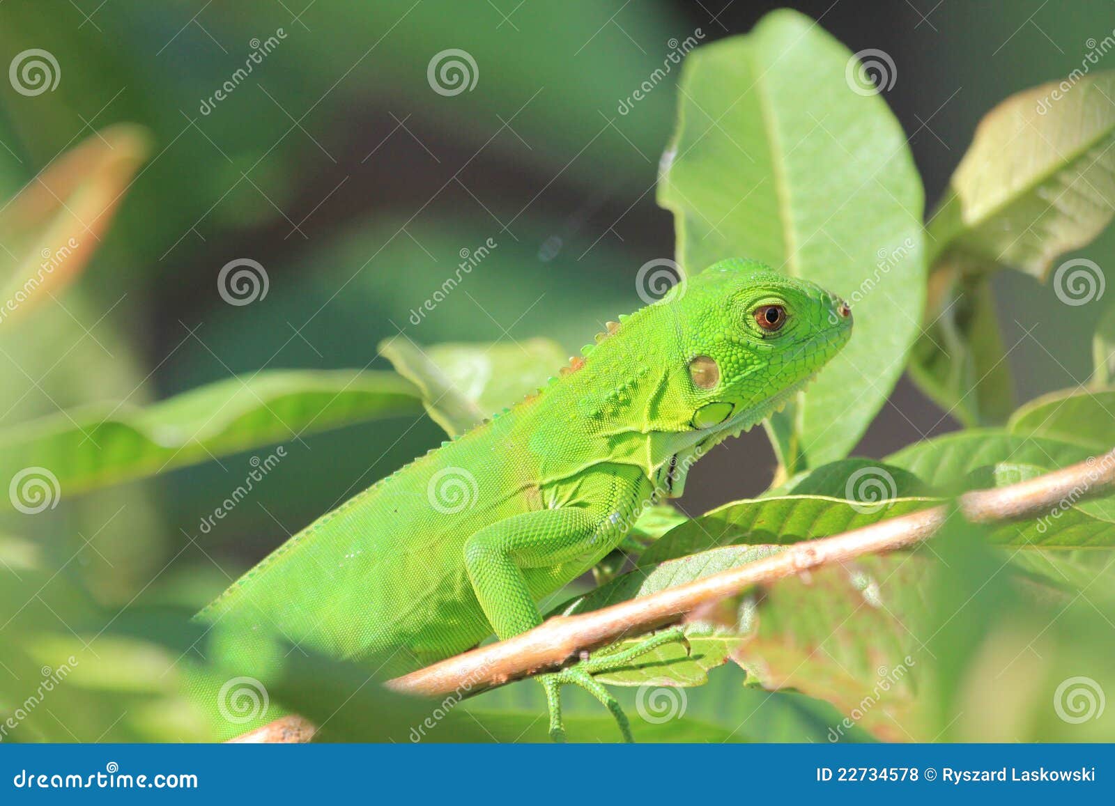 Reptiles In Venezuela In Their Natural Habitat. Stock Photo ...
