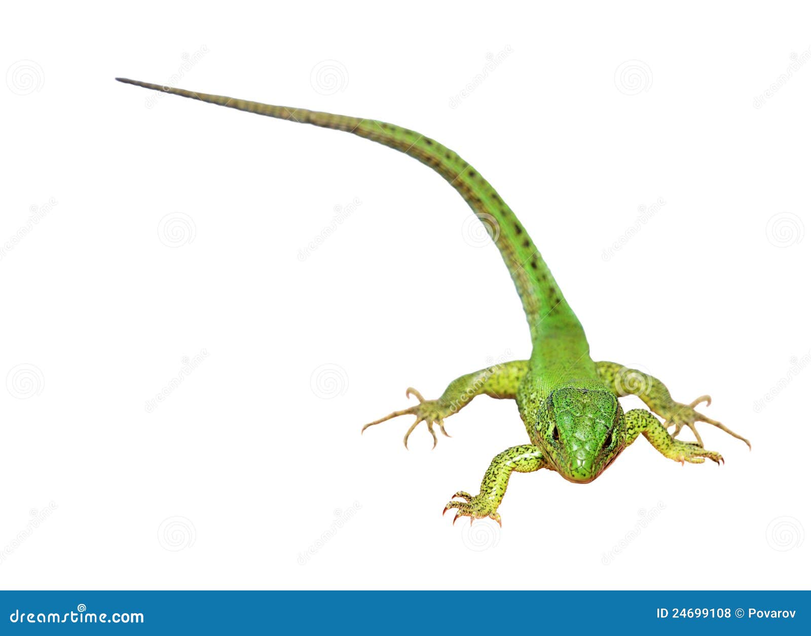 Green lizard stock photo. Image of wildlife, macro, green - 24699108