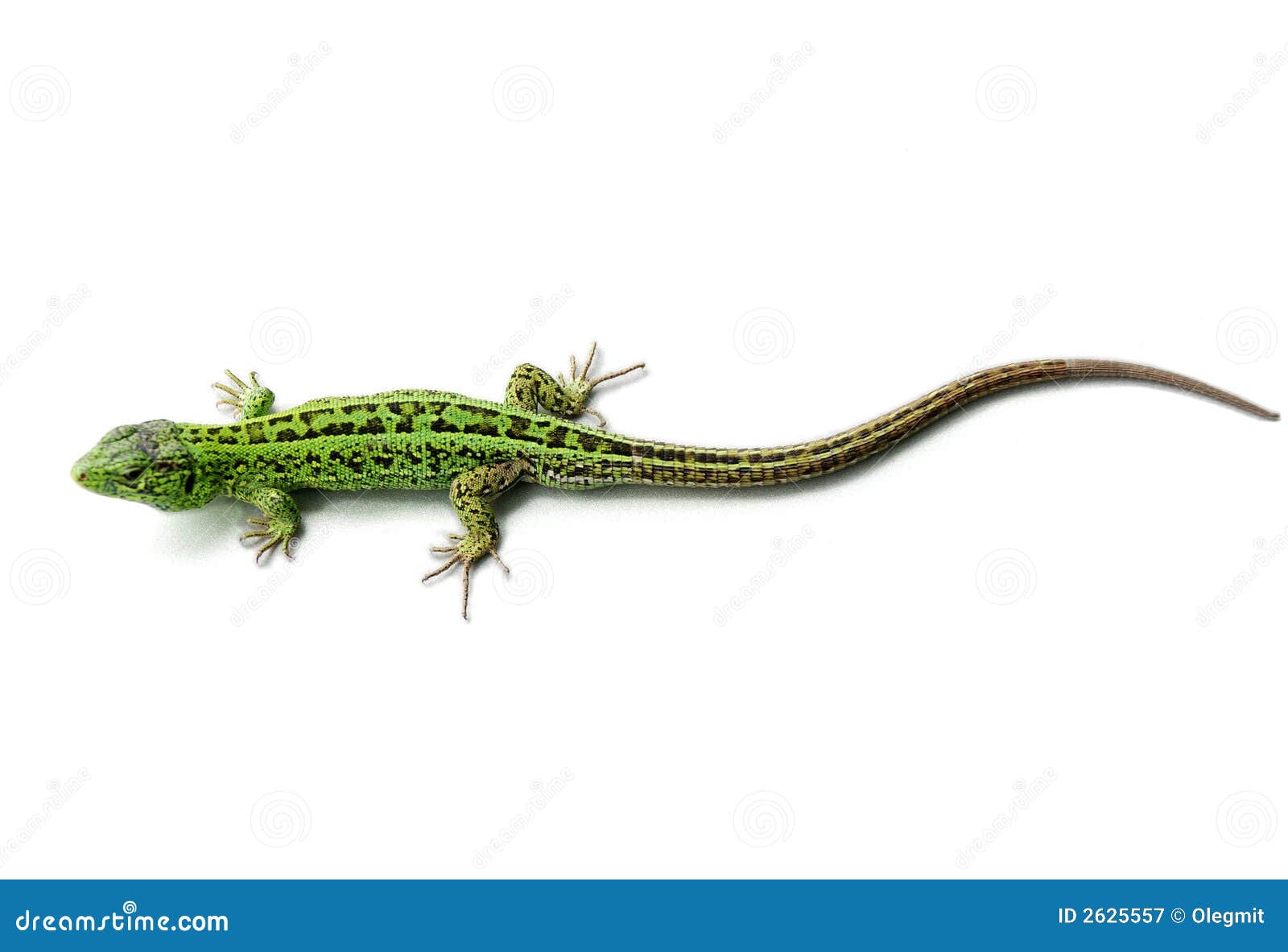 Green lizard stock image. Image of textured, white, flexible - 2625557