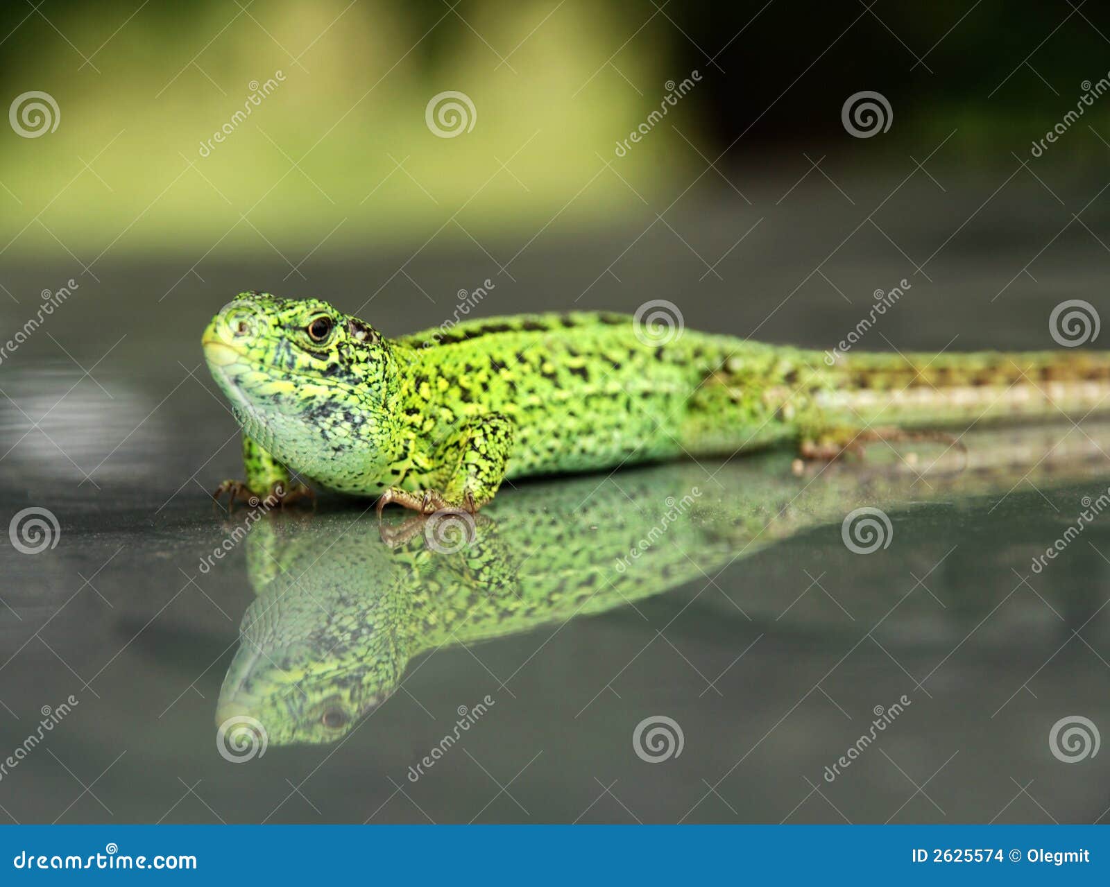 Green lizard stock photo. Image of reflection, nature - 2625574