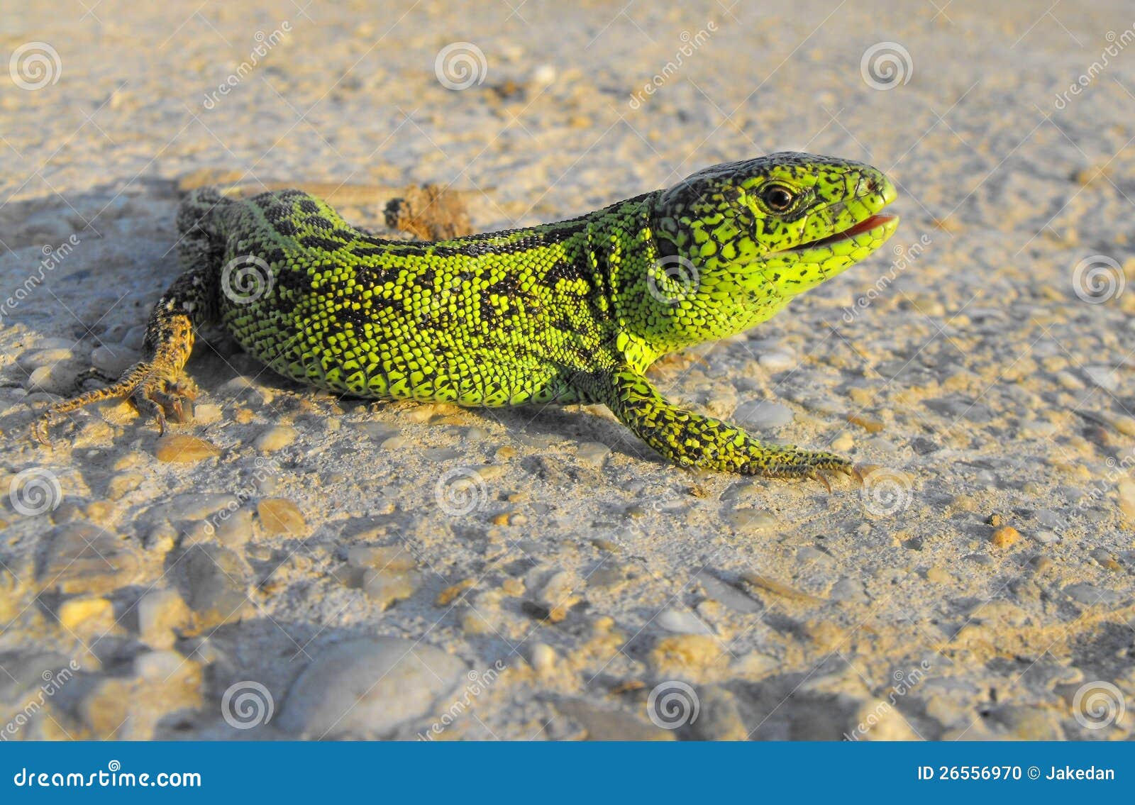 Green lizard stock photo. Image of alone, scales, mating - 26556970