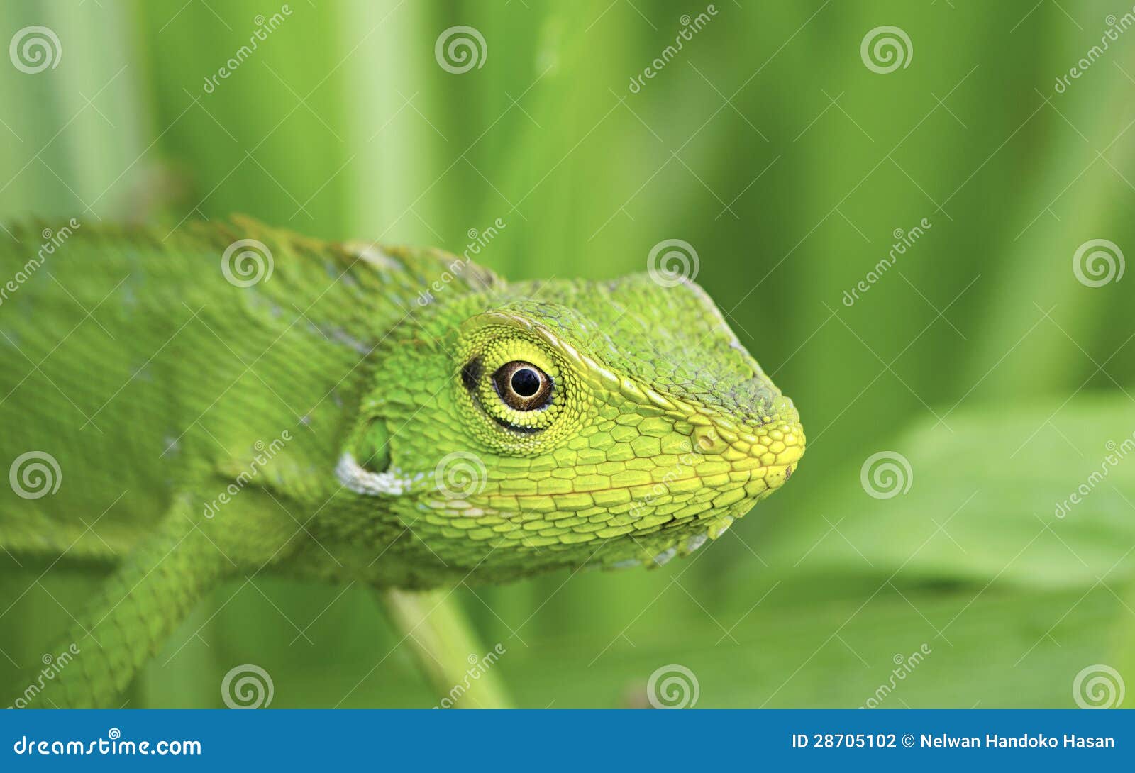 Green Lizard stock photo. Image of macro, wildlife, colorful - 28705102