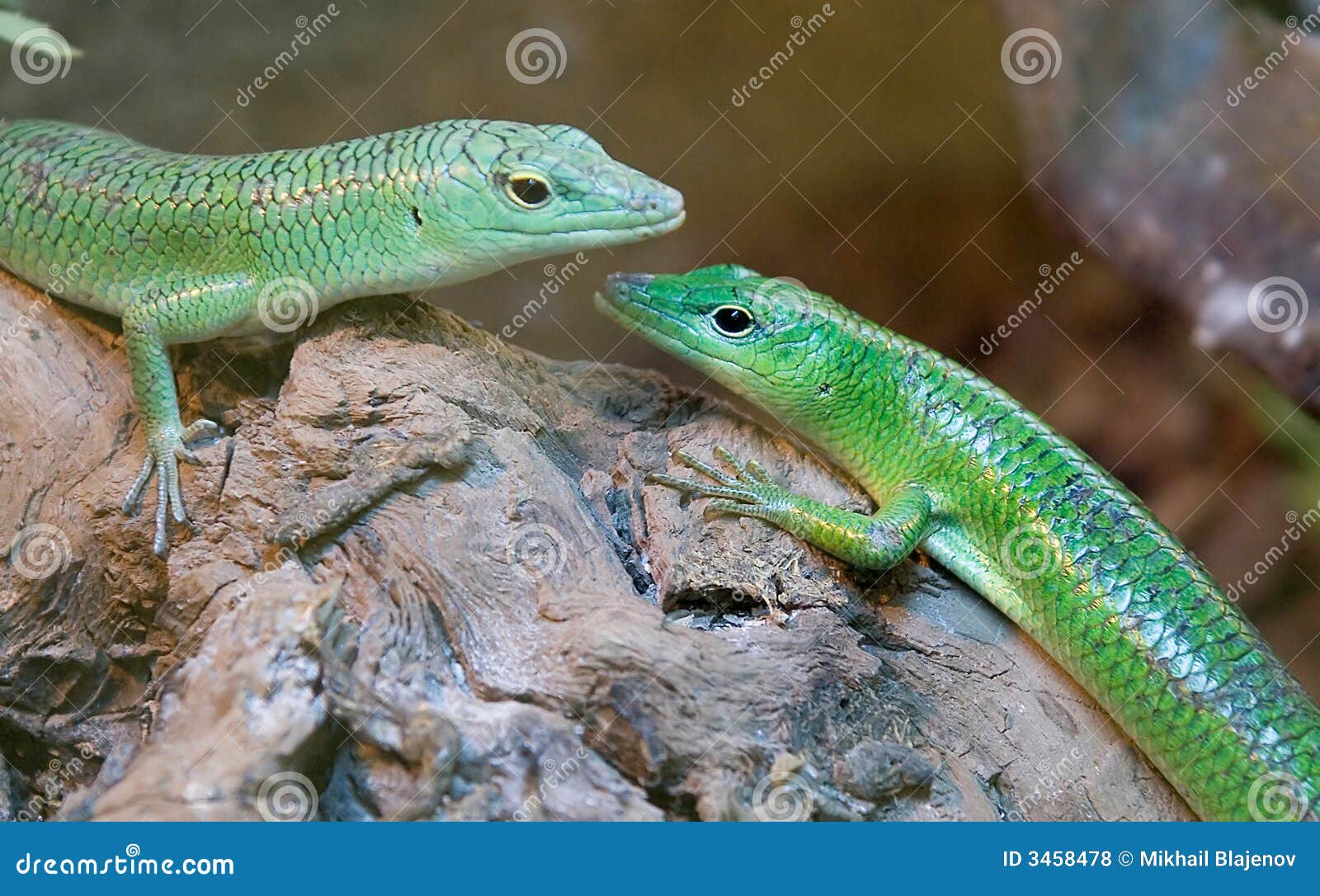 Green lizard 3 stock photo. Image of strange, crawl, ecology - 3458478