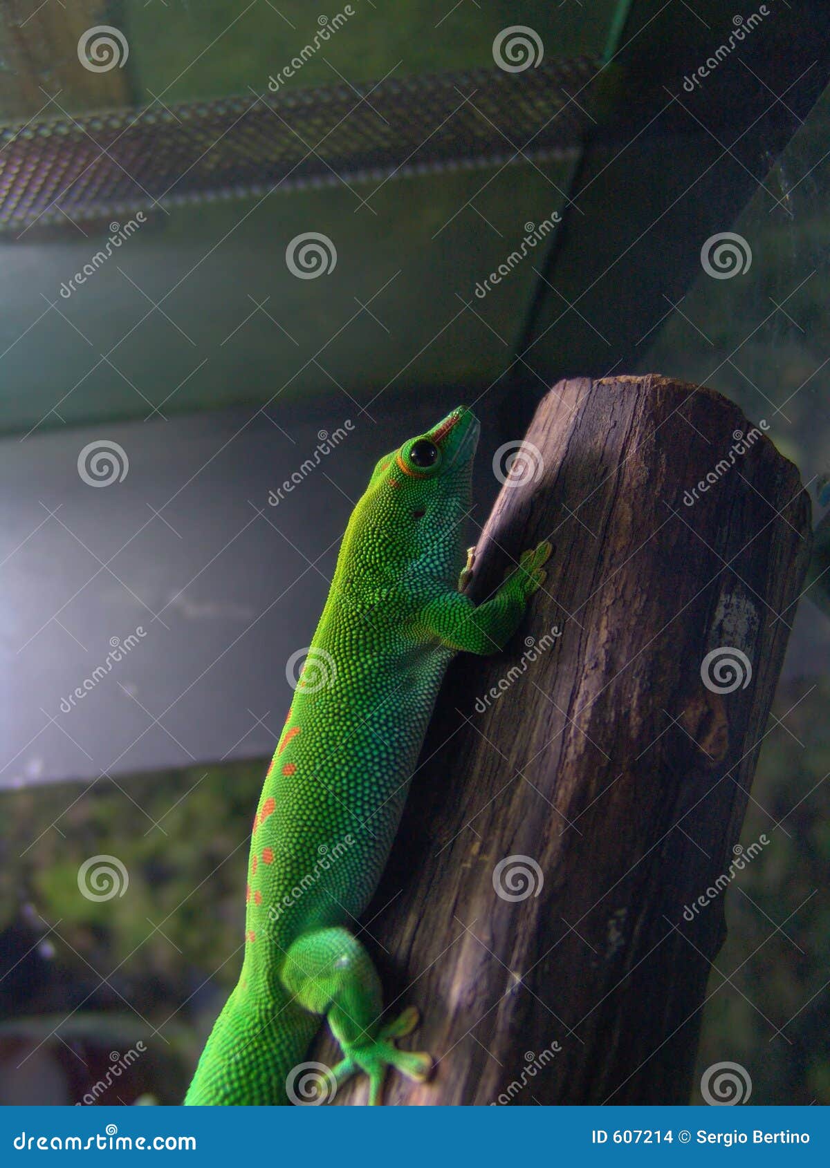 Green lizard stock photo. Image of pincers, deceive, feet - 607214