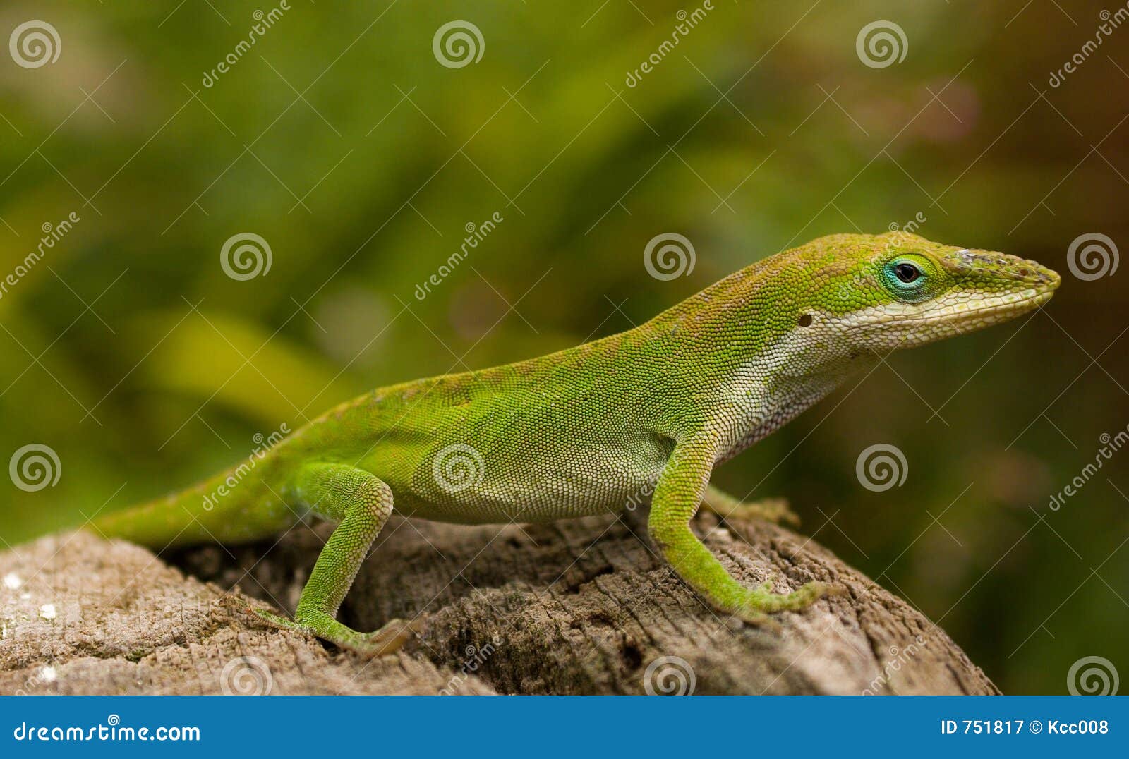 Green Lizard stock image. Image of spring, bright, rainforest - 751817