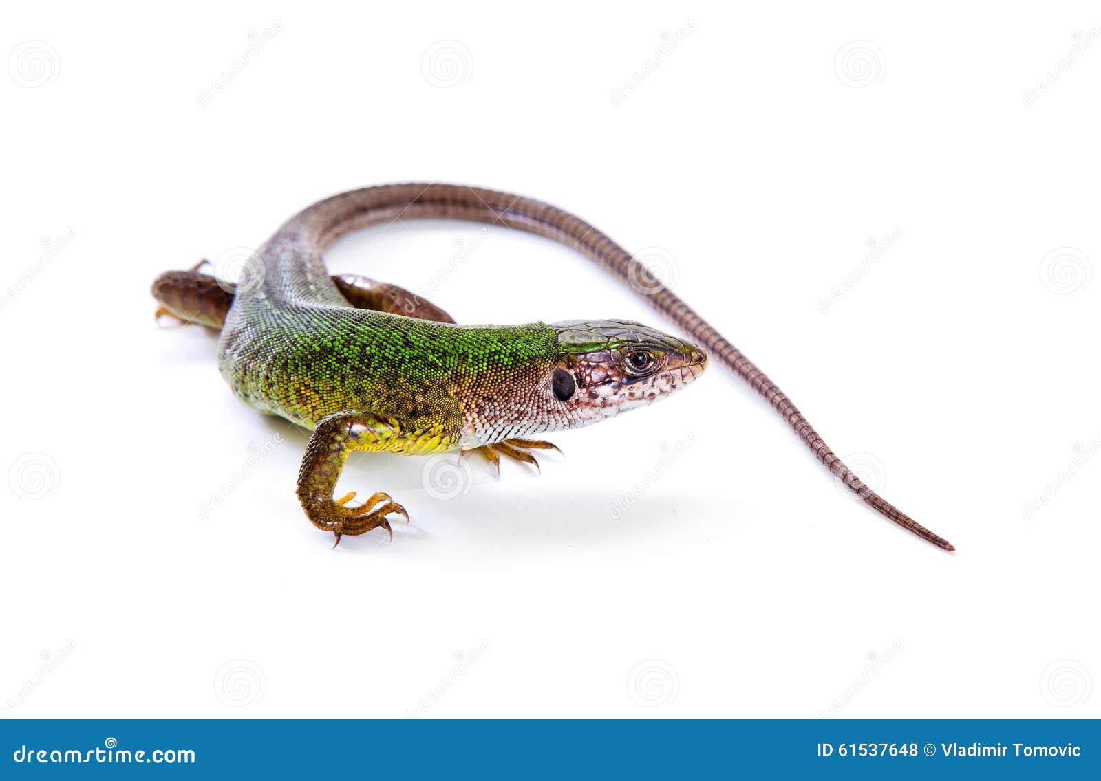 The Green Lizard Above View Isolated on White Stock Photo - Image of ...