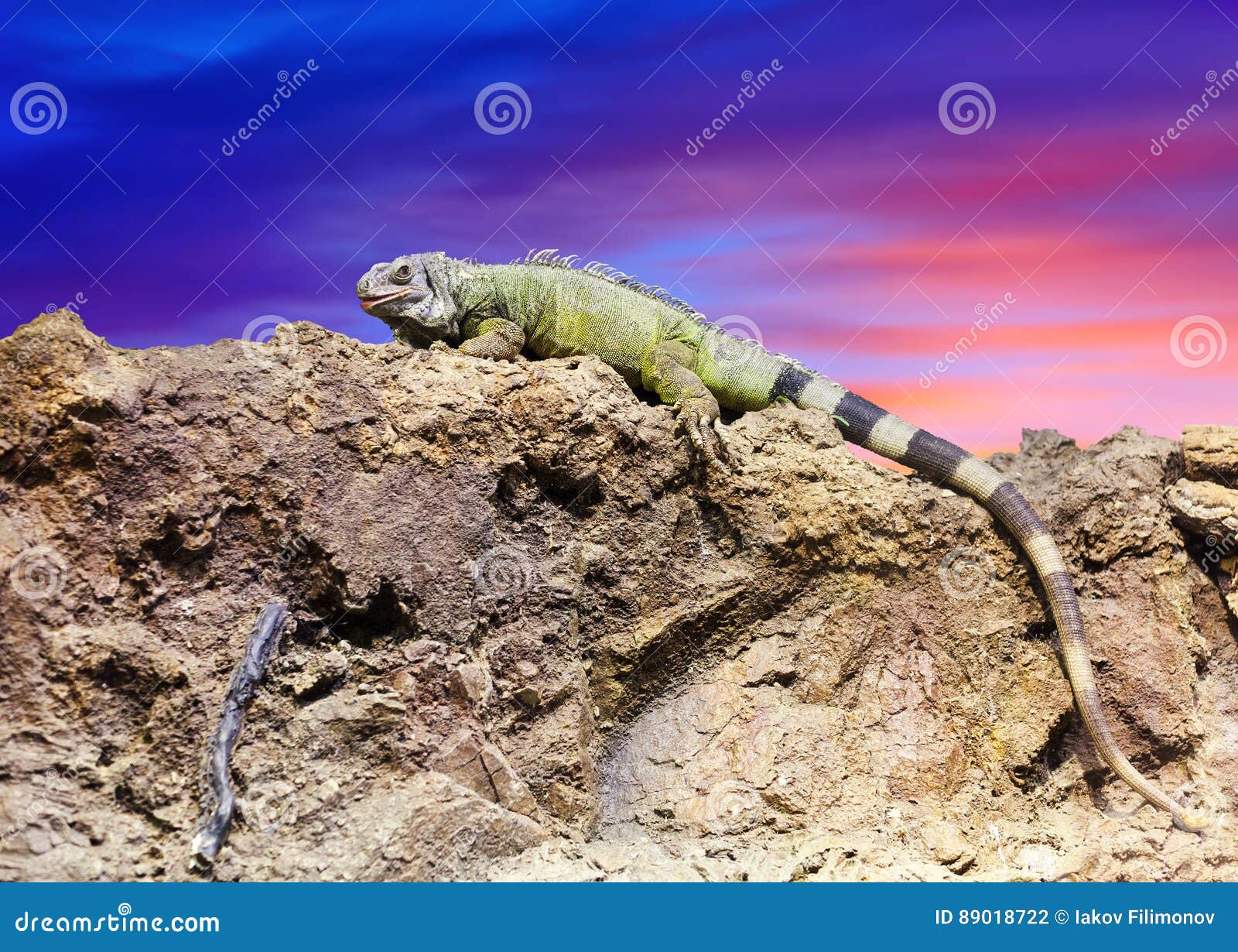 Green Lizard Against Sunset Sky Stock Photo - Image of iguana, nature ...