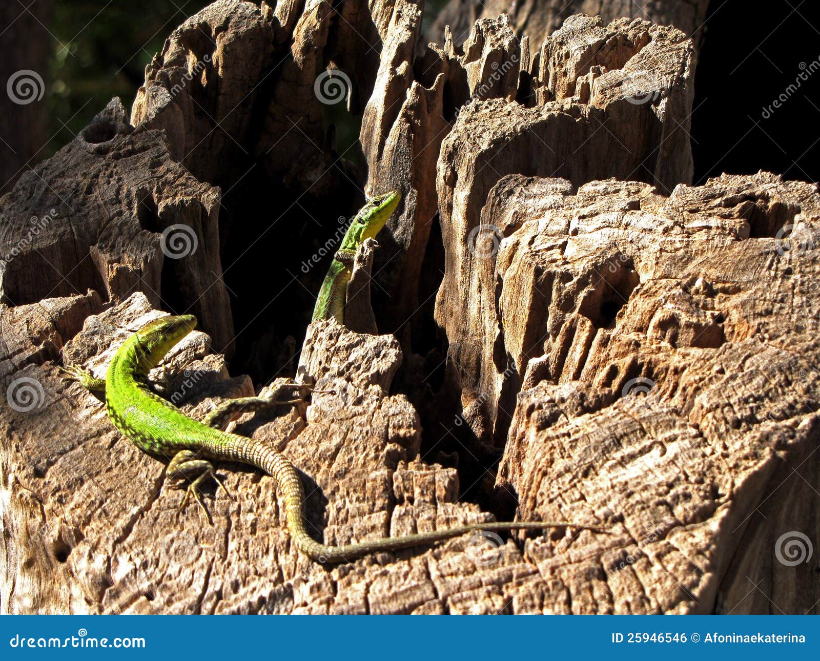 Green lizard basking stock photo. Image of serenity, repose - 25946546