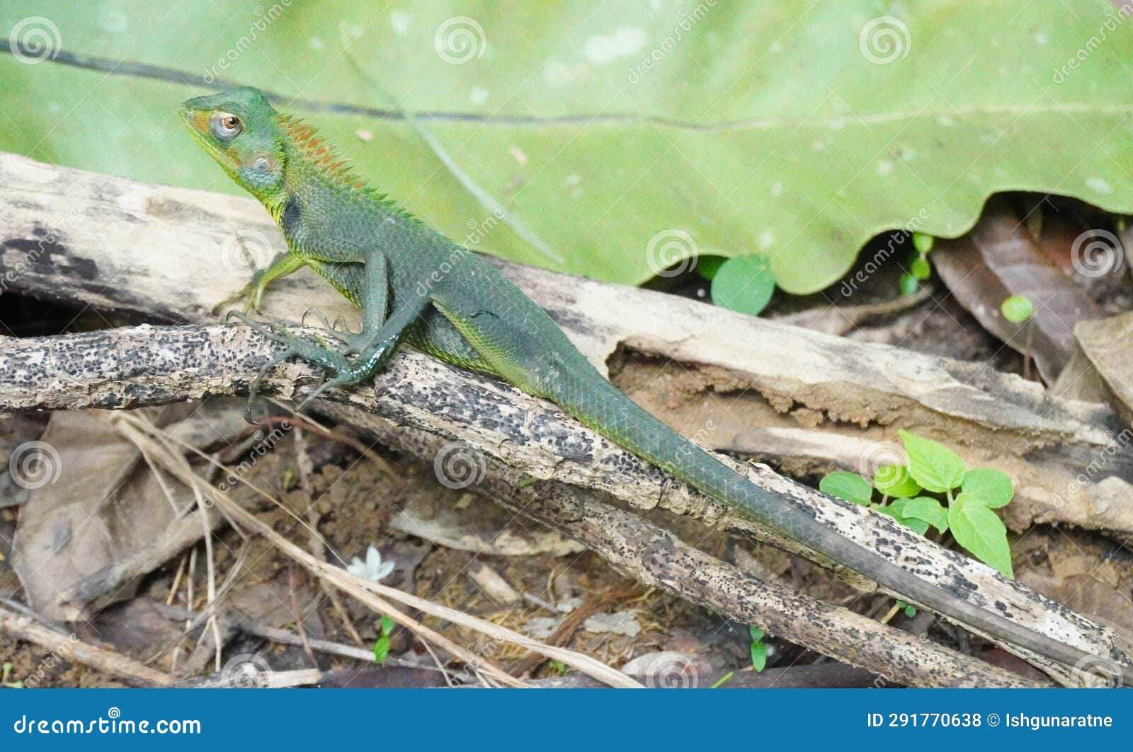 A Green Lizard Basking on a Decaying Twig. Stock Photo - Image of toad ...