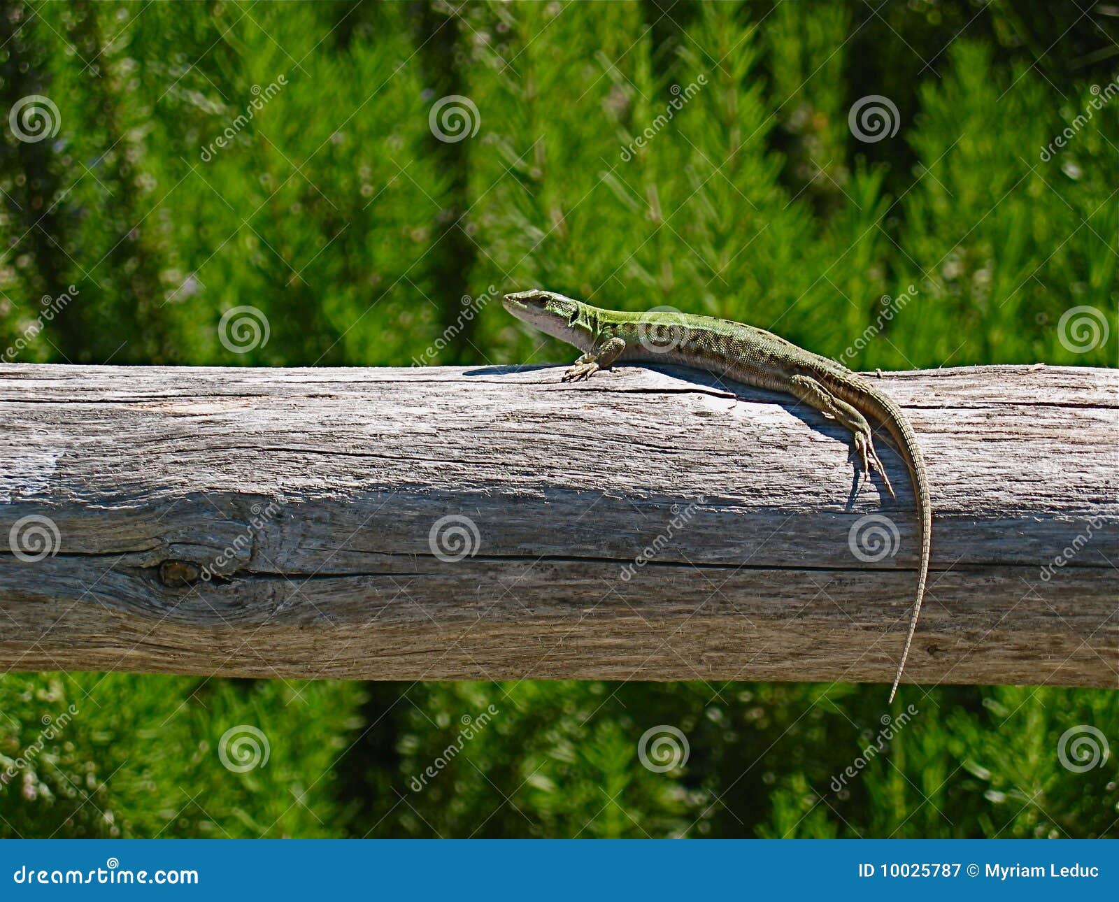 Green Lizard Basking in the Sun Stock Image - Image of wall, sunbathing ...