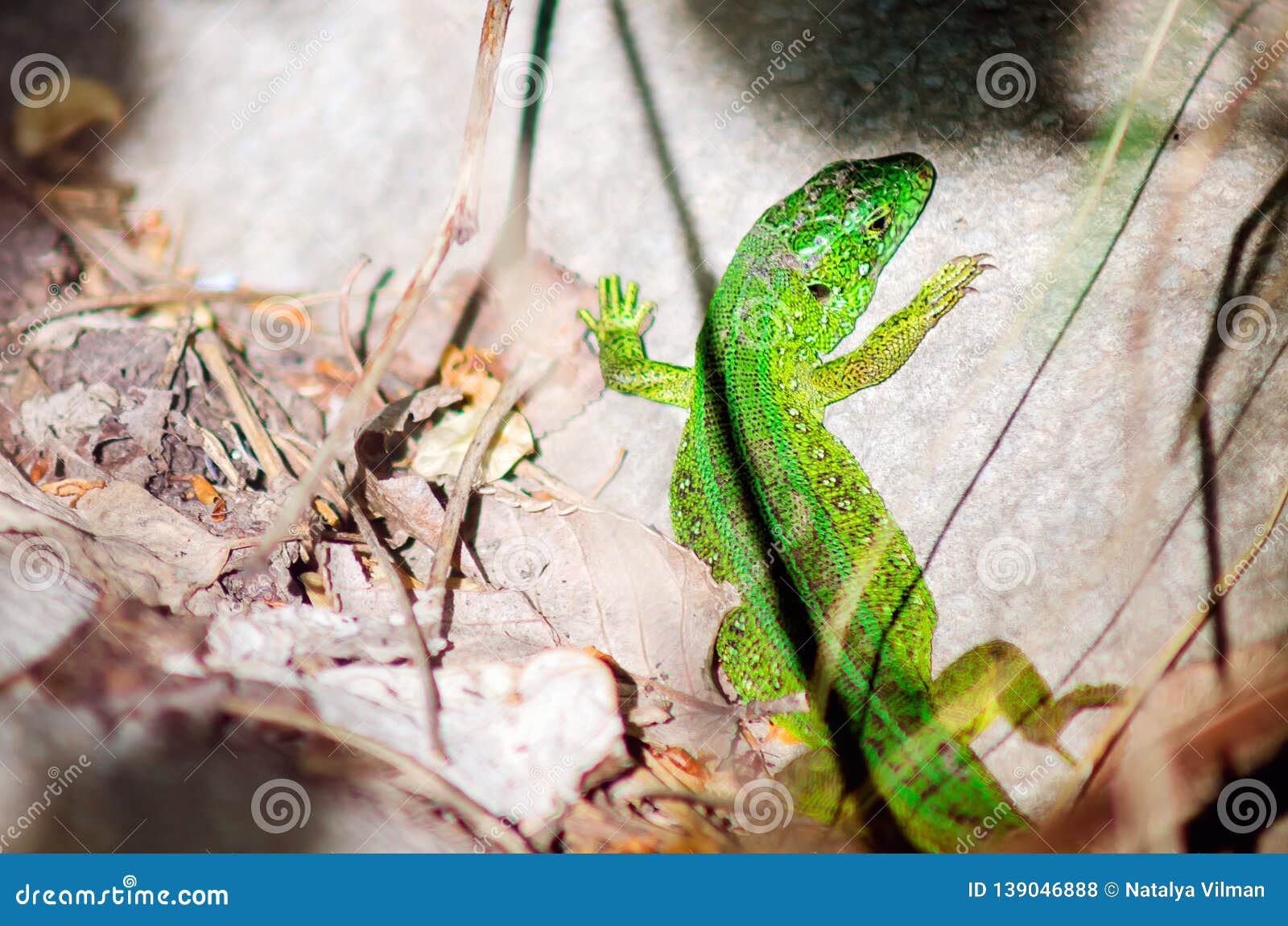 A Green Lizard is Basking in the Sun on a Rock Stock Photo - Image of ...