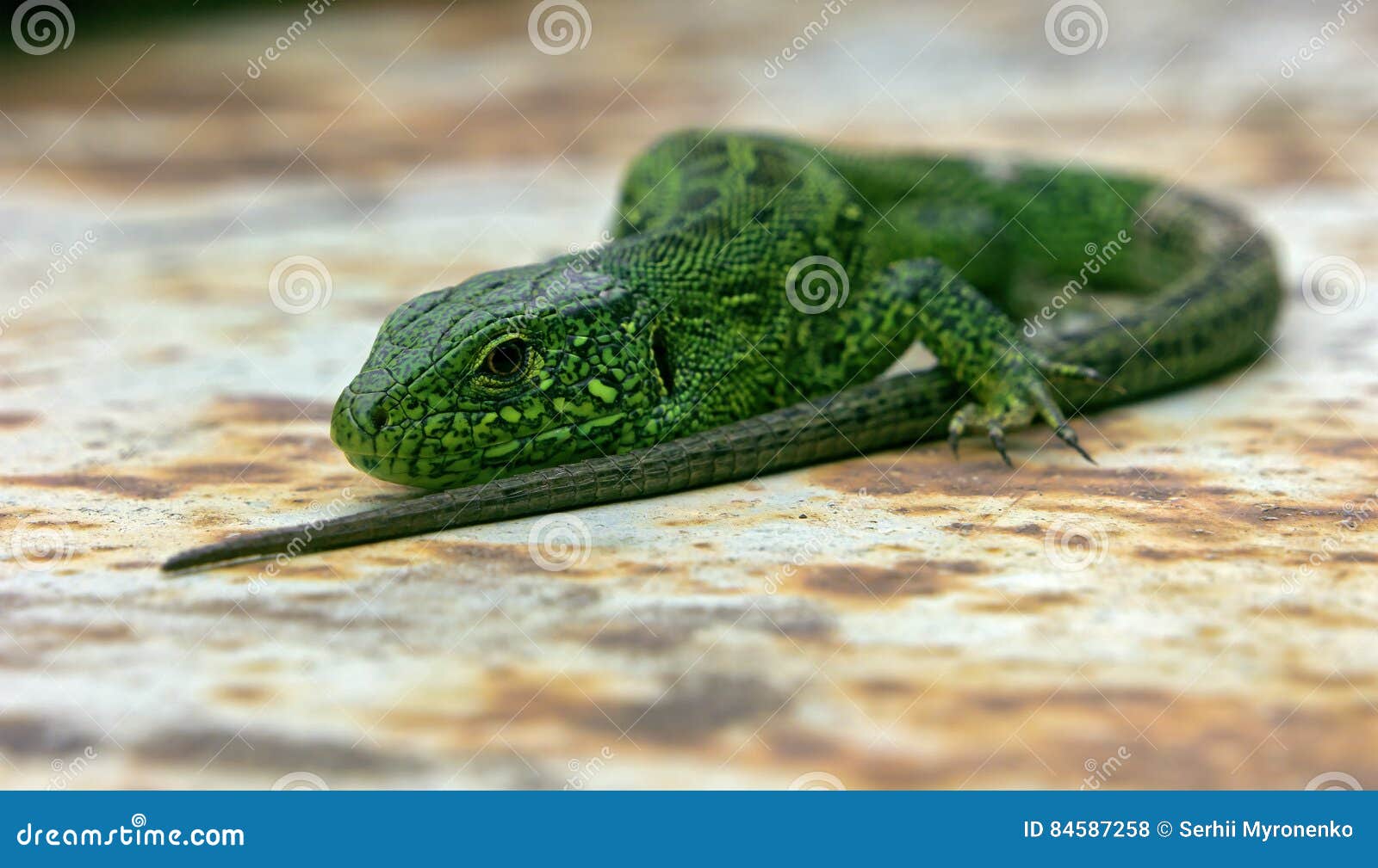 Green Lizard in Beatifull Pose Stock Photo - Image of green, reptilian ...