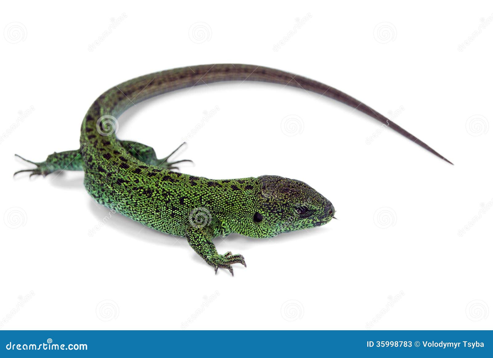 Green lizard stock image. Image of reptile, animal, body - 35998783