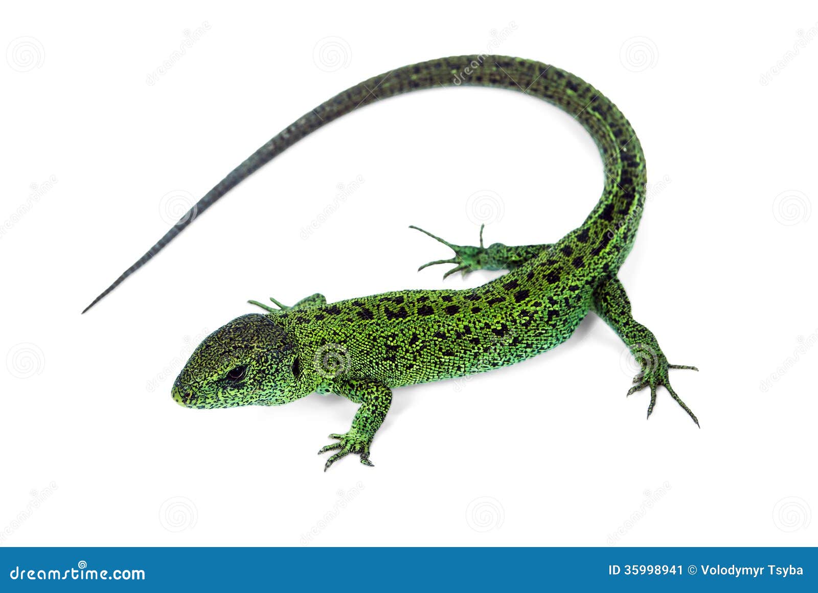 Green Lizard - Berthold`s Bush Anole Polychrus Gutturosus Stock Image ...