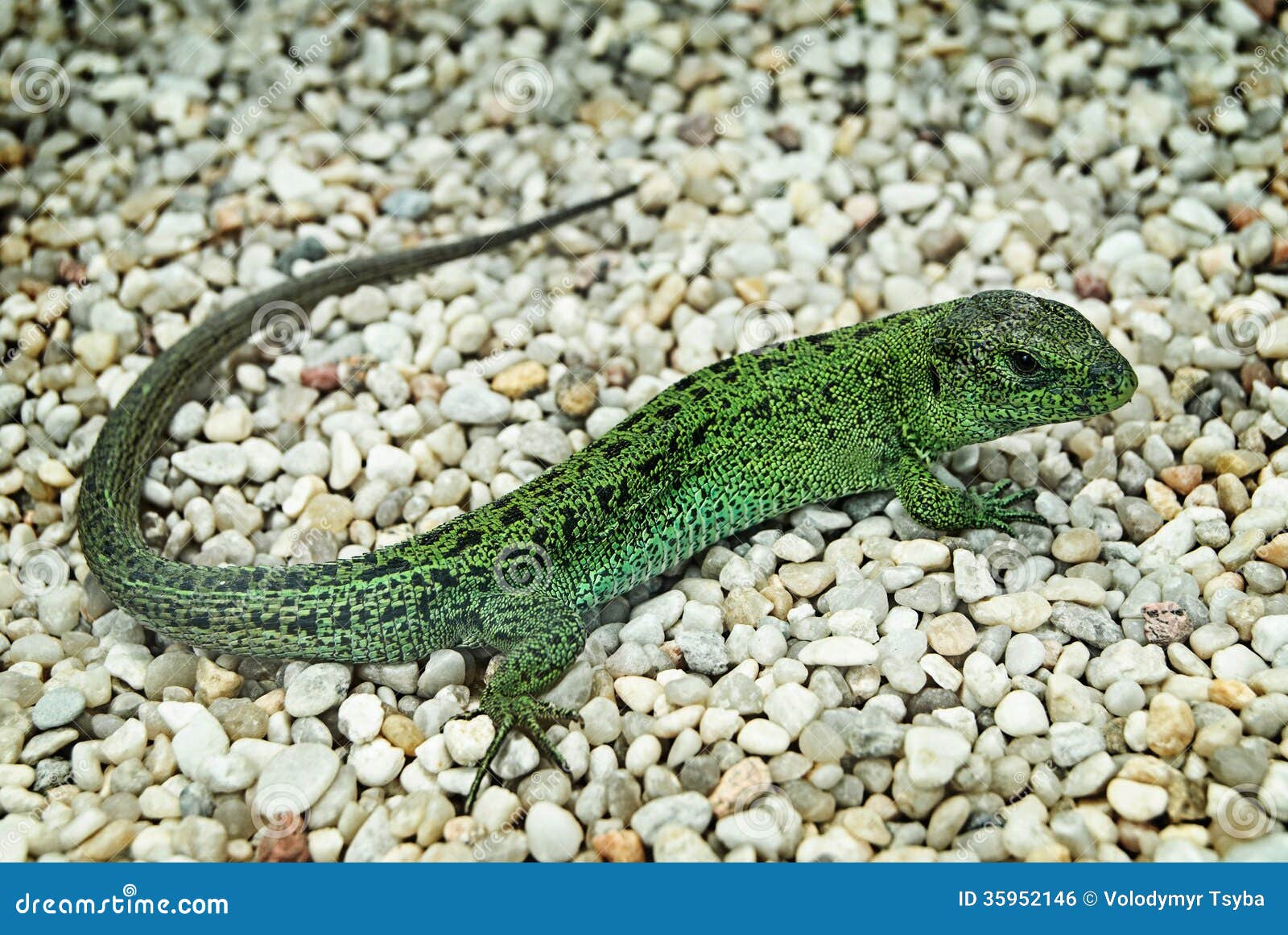 Green lizard stock photo. Image of territory, stone, desert - 35952146