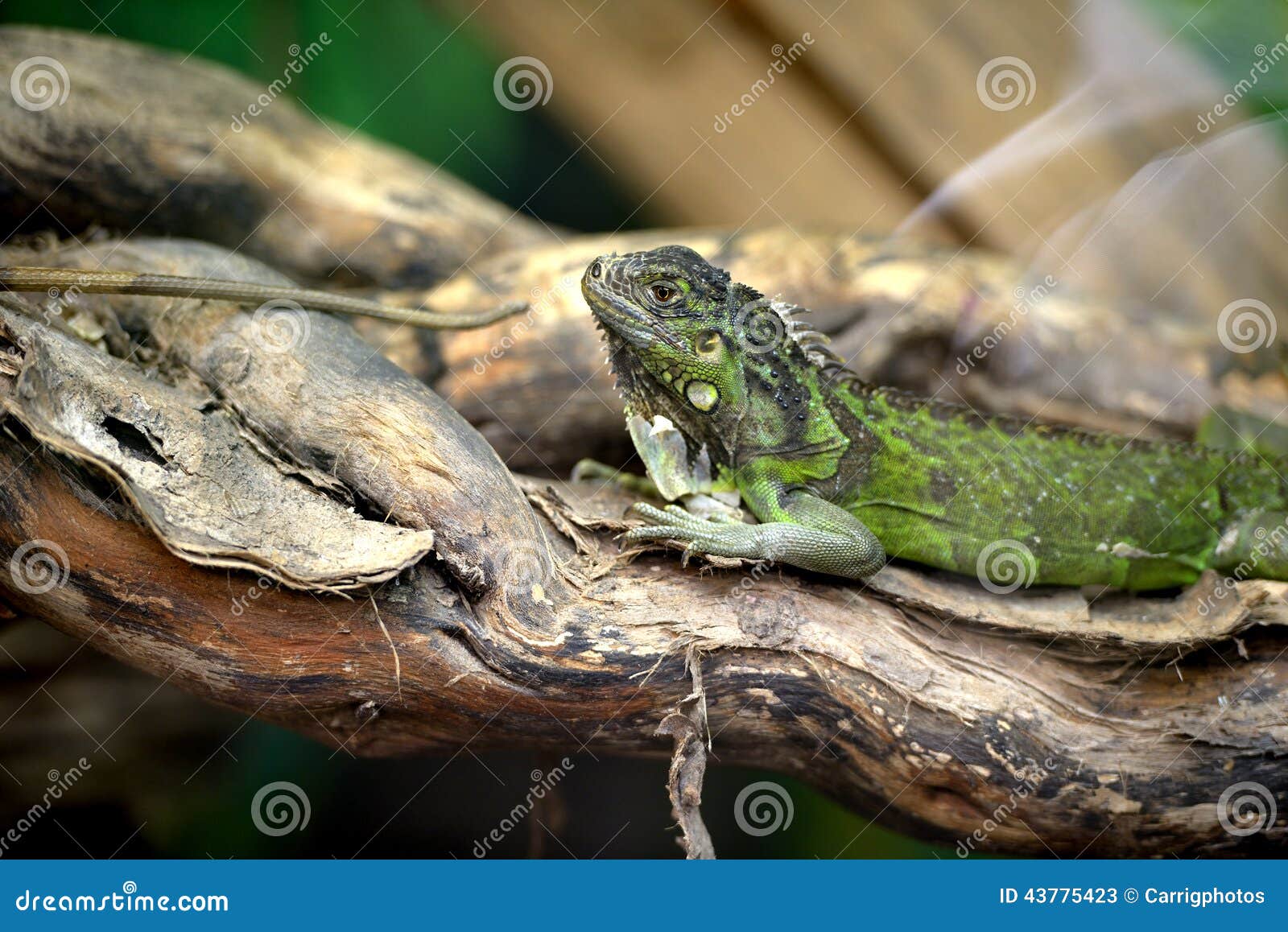Green Lizard stock image. Image of black, green, animal - 43775423