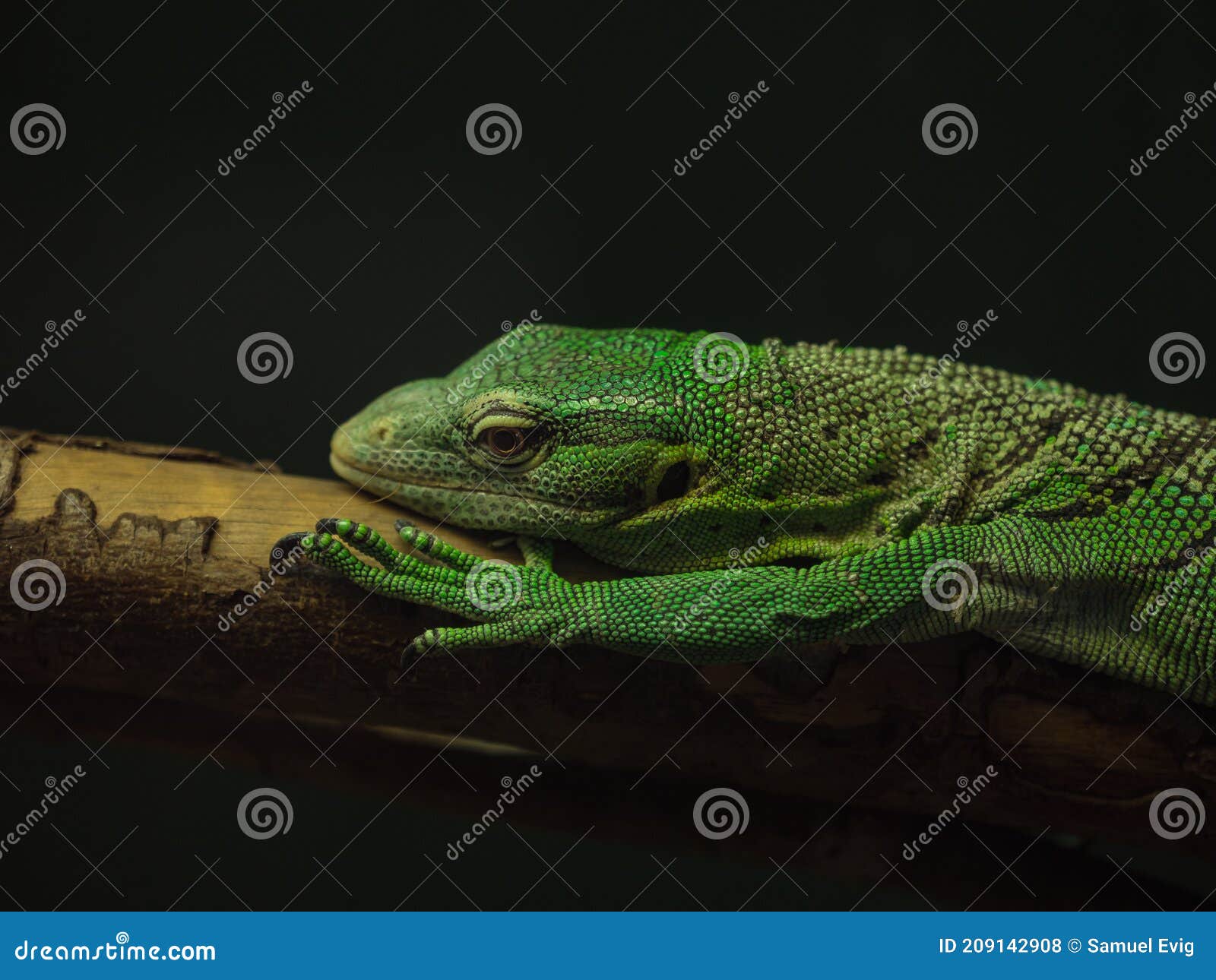 Lounging lizard stock photo. Image of animal, branch - 209142908