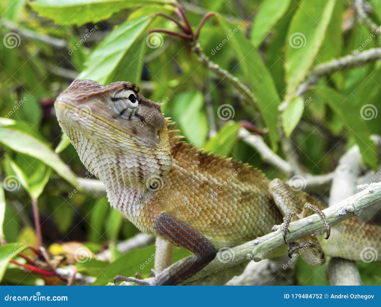 Green Lizard on Branch, Green Lizard Sunbathing on Branch, Green Lizard ...