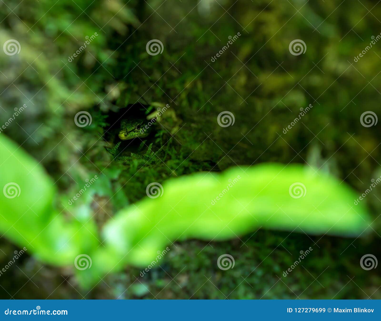 Green lizard in burrow stock image. Image of creature - 127279699