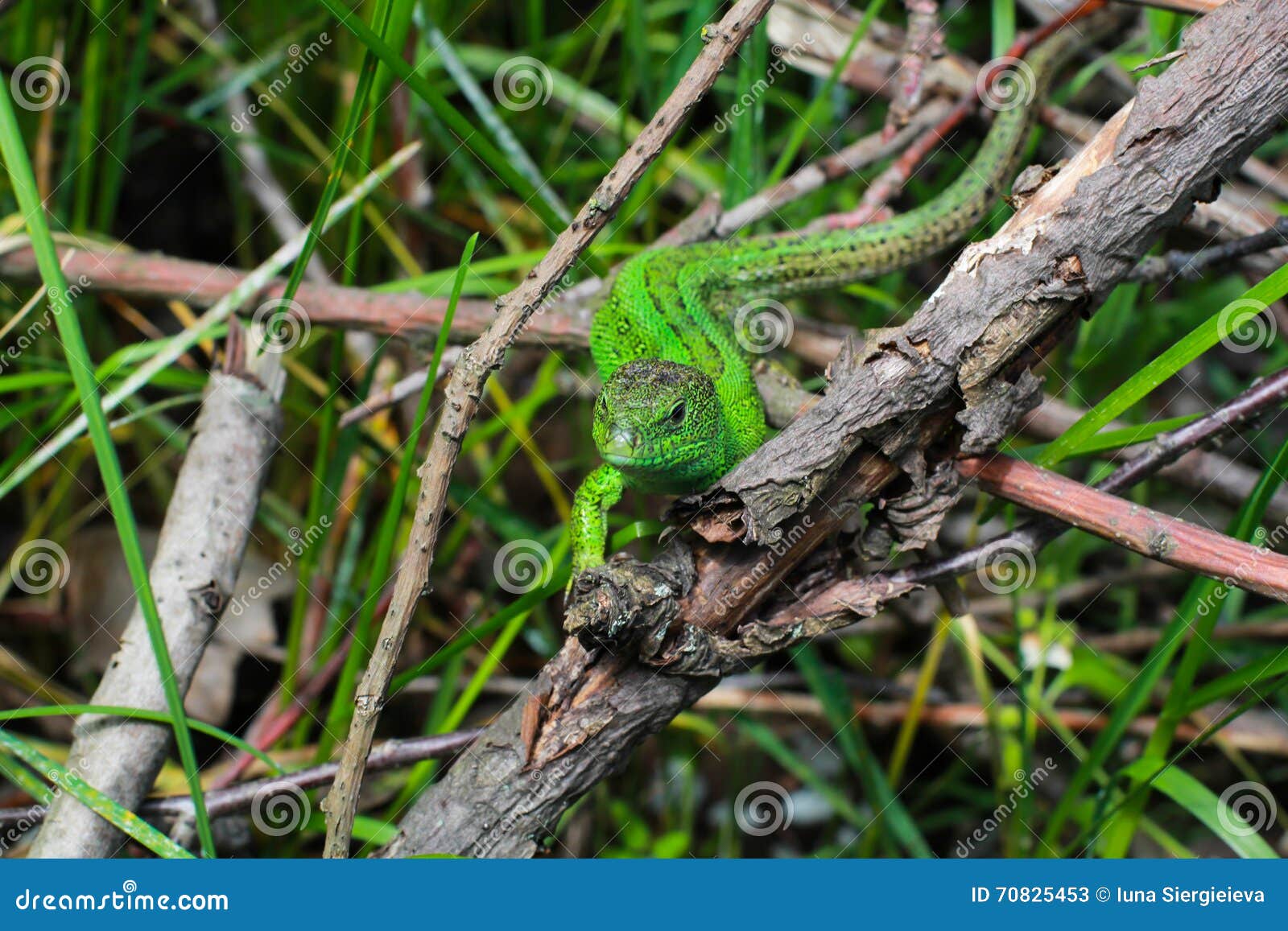 Green Lizard in Bush. Small Lizard, Nature and Animals Stock Image ...